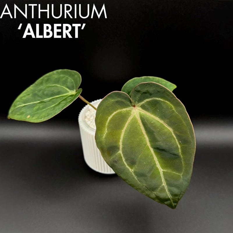 Anthurium Forgetii - Etsy