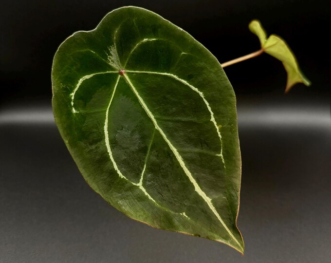 Anthurium Doc Block F2 X Dark Forgetii Hybrid Tropical Exotic Rare ...