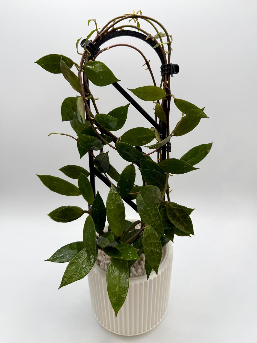 Hoya Lacunosa rebecca Rare Exotic Plants Tropical Indoor Collectors ...