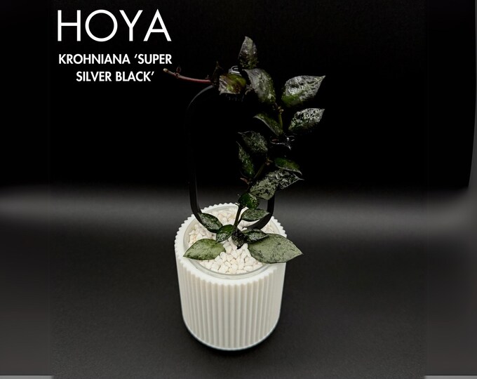 Hoya Krohniana Super Silver Black Plant — Rare and Stunning Indoor ...