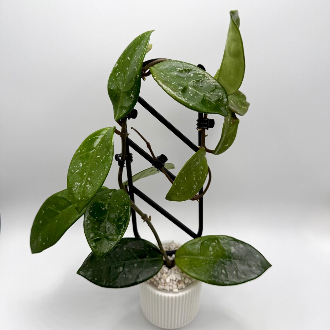 Hoya SMS Just Jake Rare Tropical Indoor Hoya Exotic Green Leafy ...