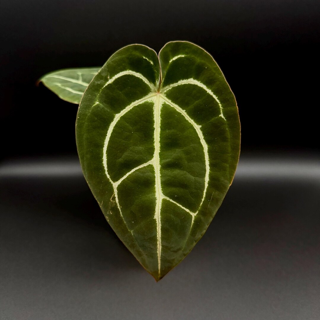 Anthurium Doc Block F2 X Dark Forgetii Plant — Rare Collector Exotic ...