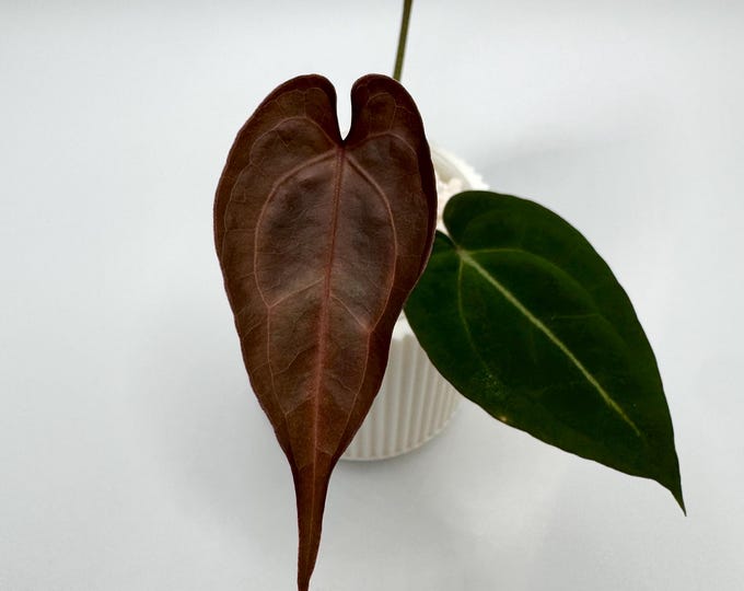 Rare Anthurium Doc Block F2 X Dark Forgetii Hybrid | Tropical Indoor ...