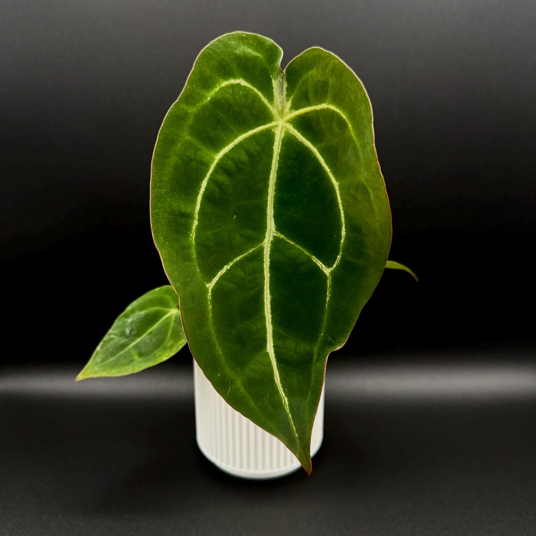 Anthurium Doc Block F2 X Dark Forgetii Hybrid — Exotic Indoor ...