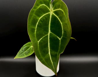 Rare Anthurium Doc Block F2 X Dark Forgetii Hybrid | Perfect for ...
