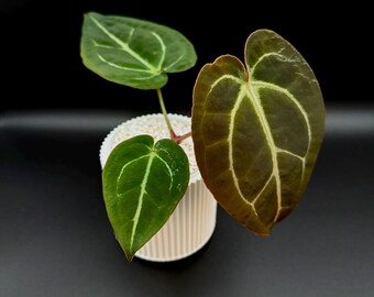 Rare Anthurium Doc Block F2 X Dark Forgetii Hybrid | Perfect for ...