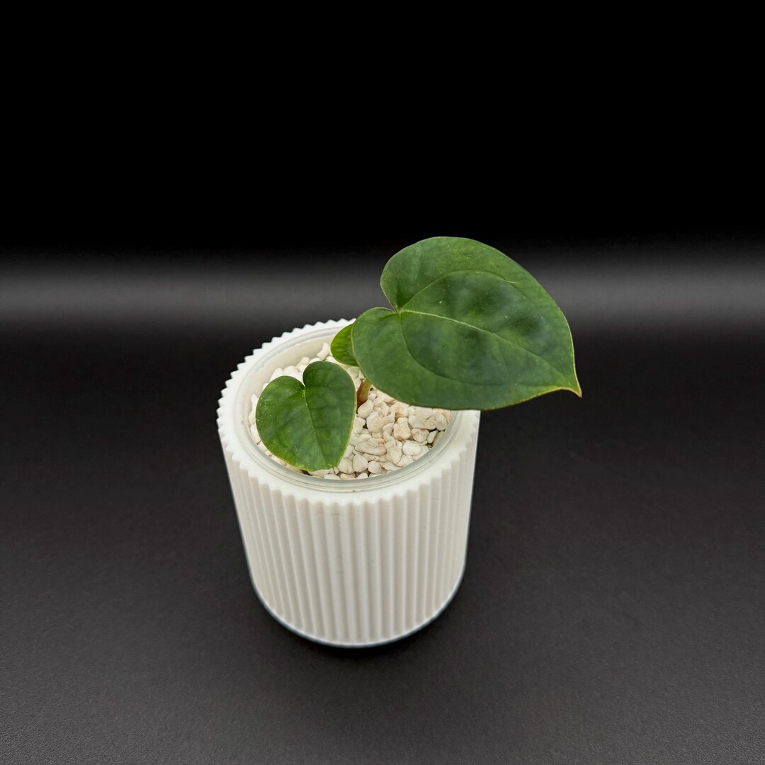 Anthurium ‘albert’ — Anthurium Doc Block F2 X (luxurians X Forgetii ...