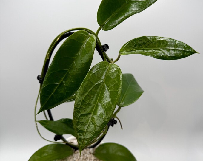 Hoya UT039 Rare Collector Plant Unique Trailing Exotic Houseplant ...