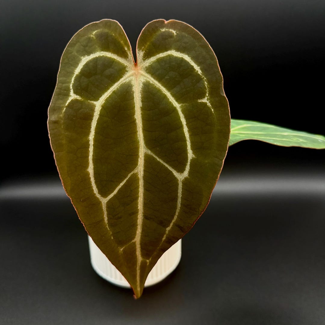 Rare Anthurium Doc Block F2 X Dark Forgetii Hybrid - Etsy