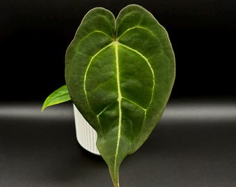 Rare Anthurium Doc Block F2 X Dark Forgetii Hybrid | Perfect for ...
