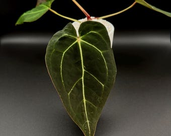 Anthurium Doc Block F2 X Dark Forgetii Plant — Rare Collector Exotic ...