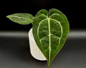 Rare Anthurium Doc Block F2 X Dark Forgetii Hybrid | Perfect for ...