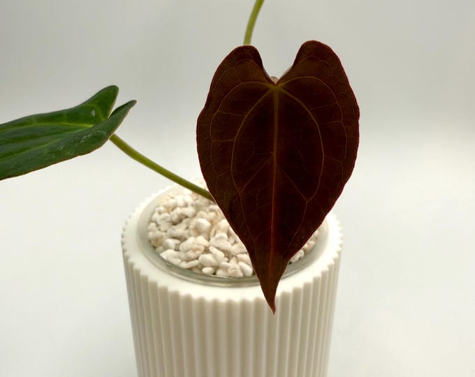 Rare Anthurium Doc Block F2 X Dark Forgetii Hybrid | Perfect for ...