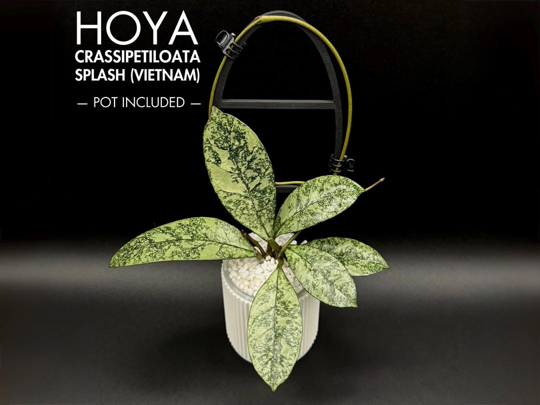 Hoya Crassipetiolata Splash (vietnam) — Rare Silver Hoya - Etsy
