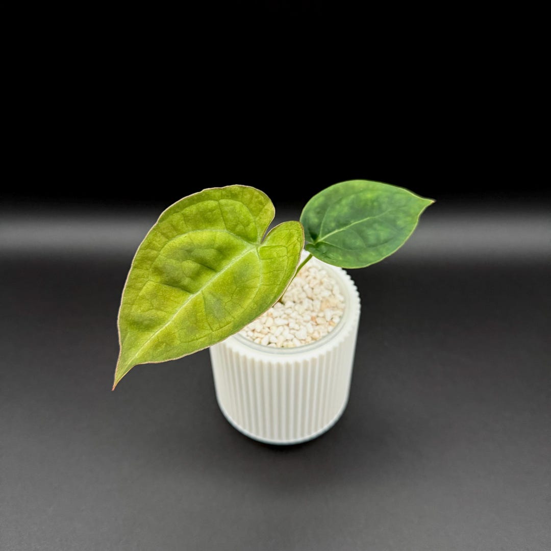 Anthurium ‘albert’ — Anthurium Doc Block F2 X (luxurians X Forgetii ...