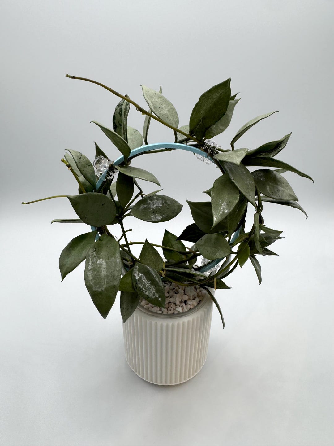 Hoya Lacunosa Louisas Silver Rare Hoya Variety Beautiful Indoor ...