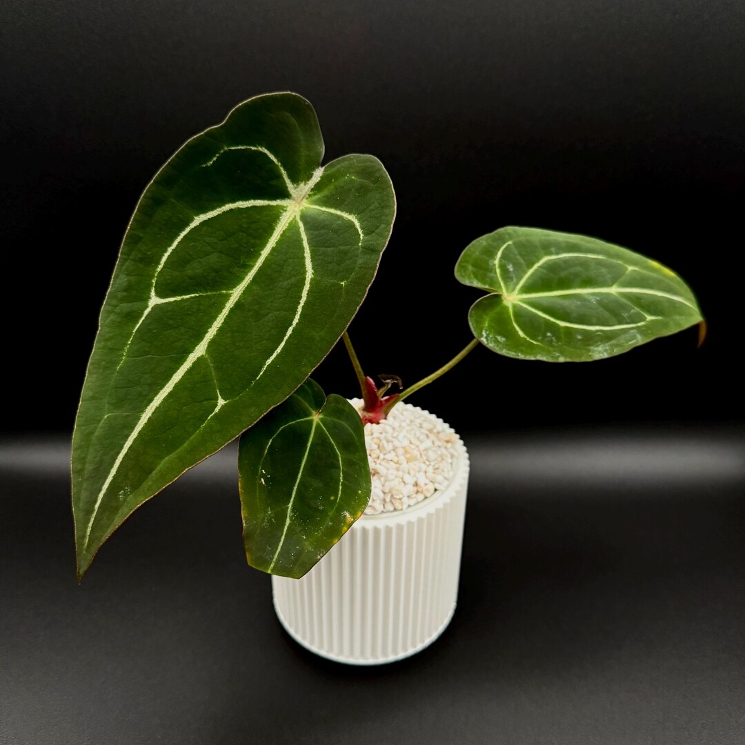 Rare Plant Anthurium Doc Block F2 X Dark Forgetii Anthurium Hybrid ...