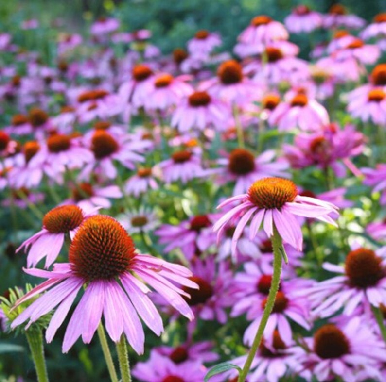 200 Purple Coneflower Seeds Purple Coneflower Seeds Natural Echinacea ...