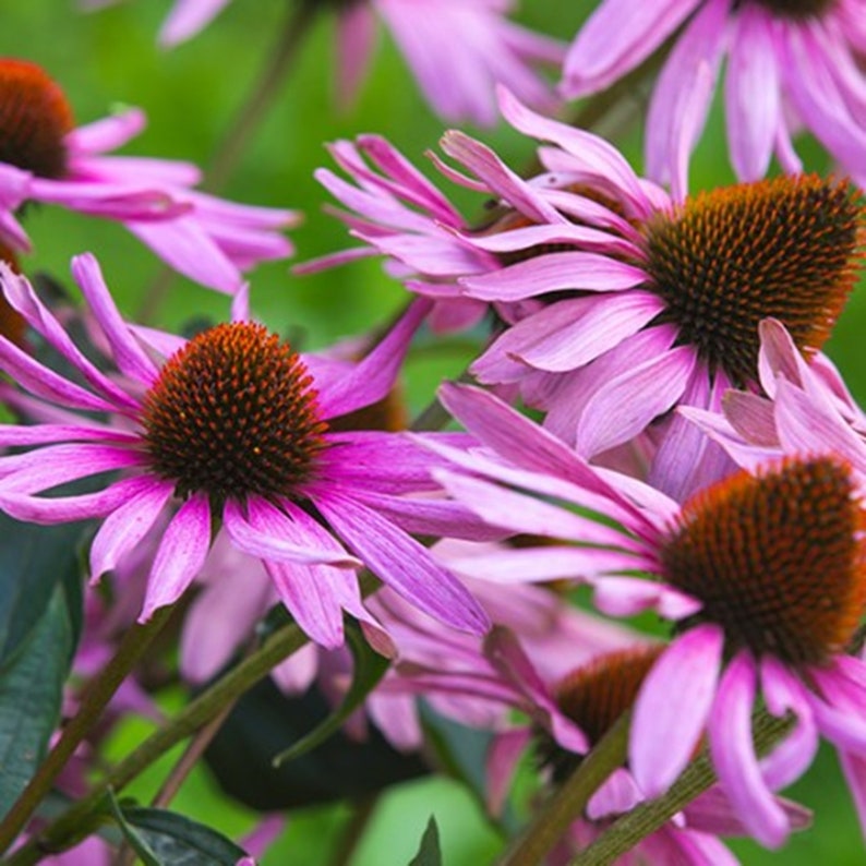 200 Purple Coneflower Seeds Purple Coneflower Seeds Natural Echinacea ...