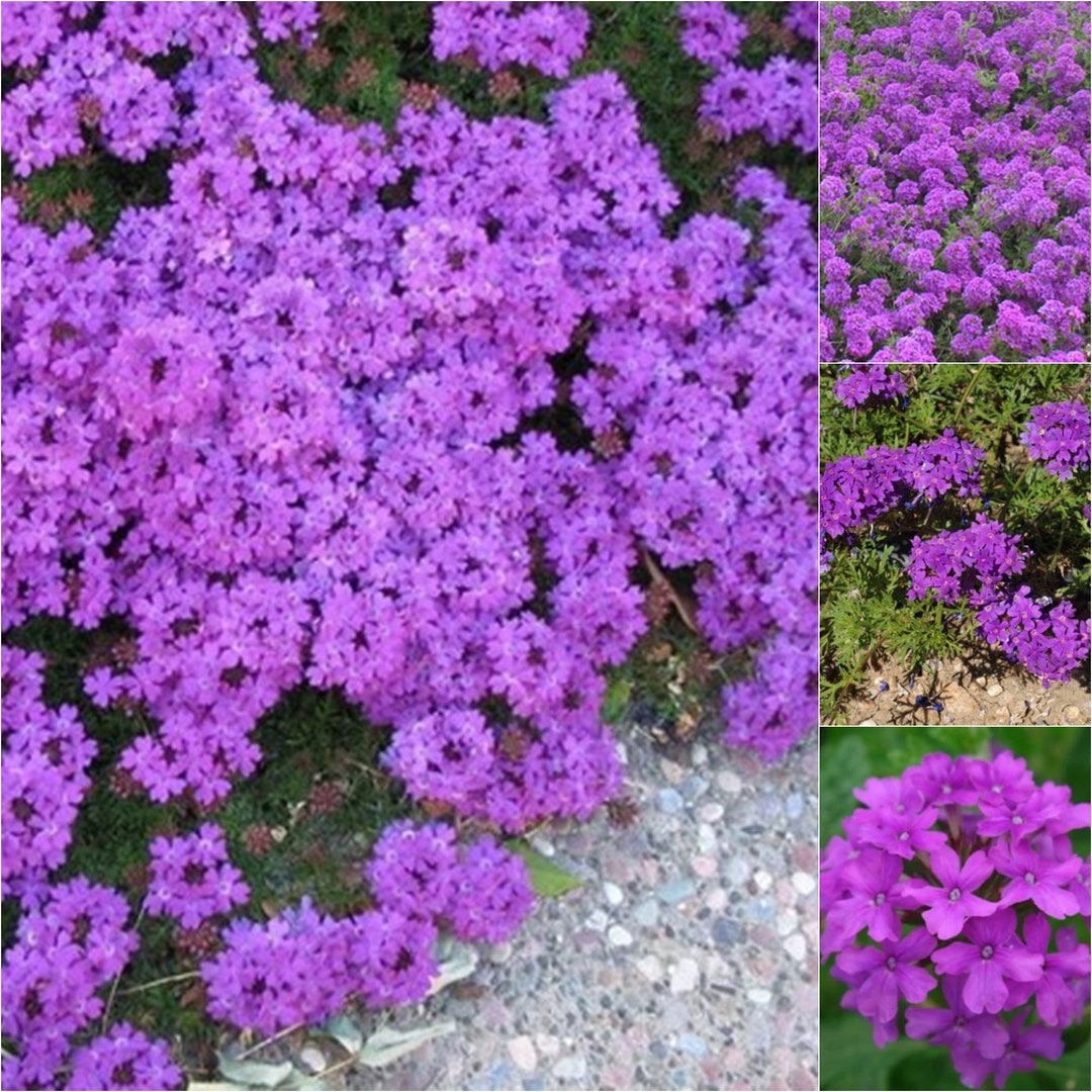 300 Seeds of Purple Moss Verbena Verbena Flower Seeds 300 Verbena ...