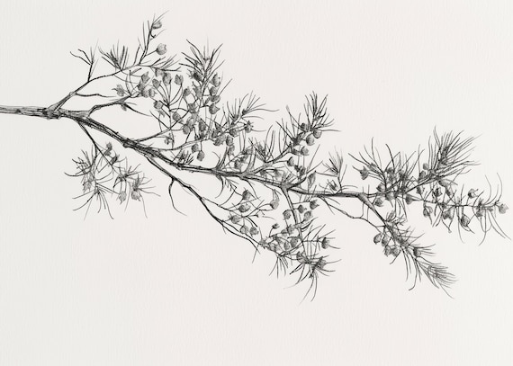 Pine Needles Drawing