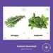 150 Fruit & Vegetables Printable Flashcards Bundle. Fruit, Veg, Beans ...
