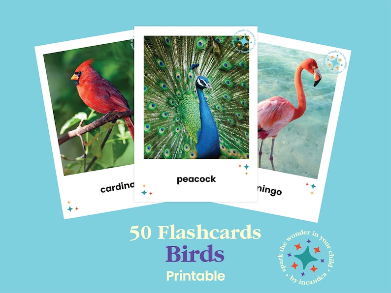 50 Bird Flashcards Set: Photographic Images, Explore Bird Species ...
