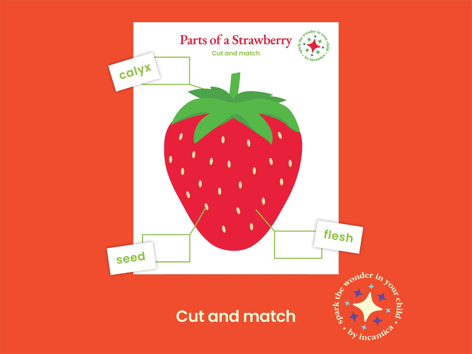 Printable Strawberry Learning Bundle: Life Cycle, Parts of Strawberry ...