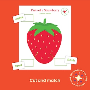 Printable Strawberry Learning Bundle: Life Cycle, Parts of Strawberry ...