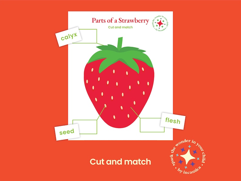 Printable Strawberry Learning Bundle: Life Cycle, Parts of Strawberry ...