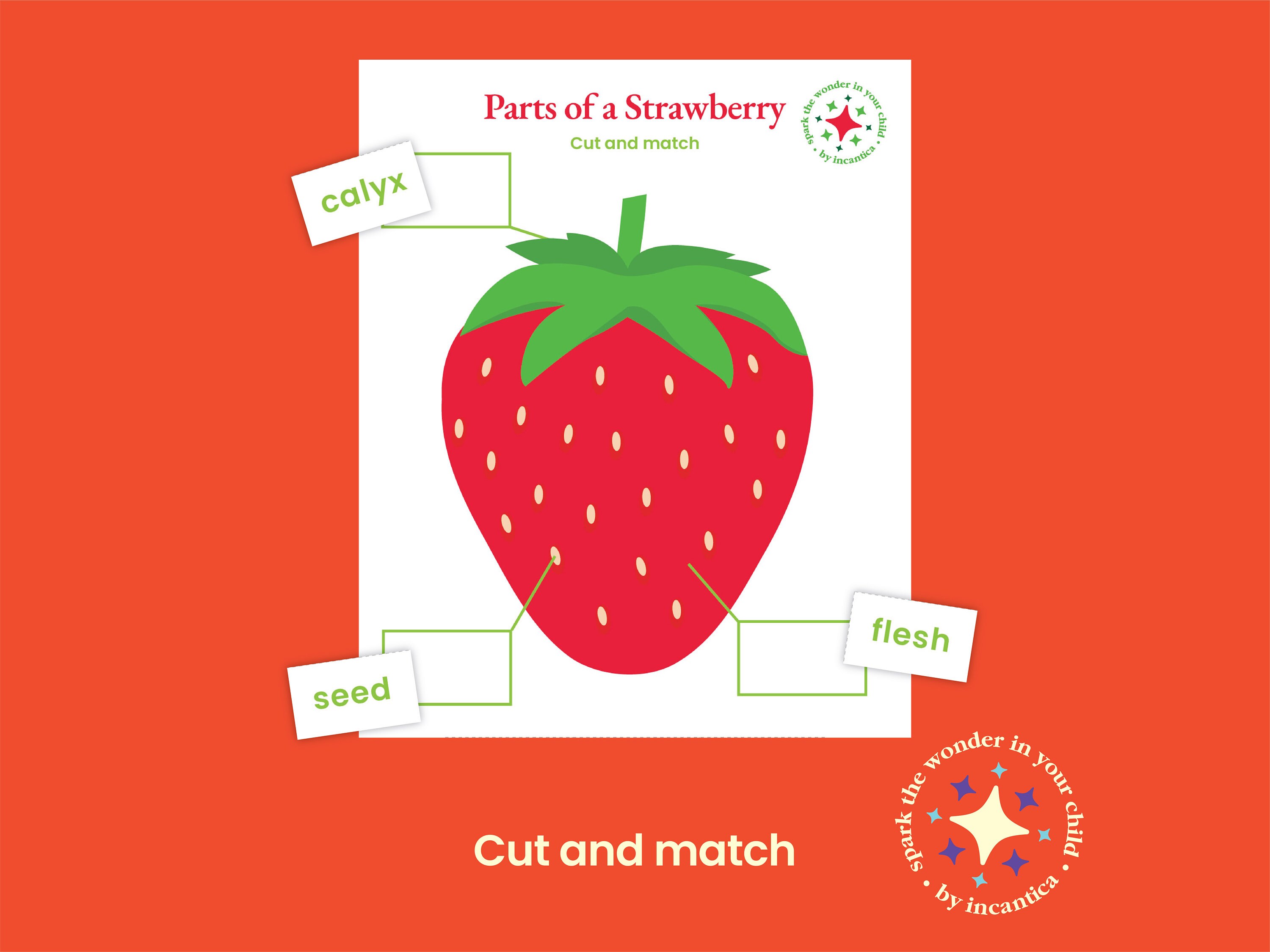 Printable Strawberry Learning Bundle: Life Cycle, Parts of Strawberry ...