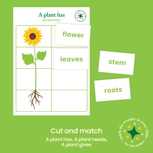 Printable Plant Learning Bundle: Parts of Plants, Life Cycle, Nature ...