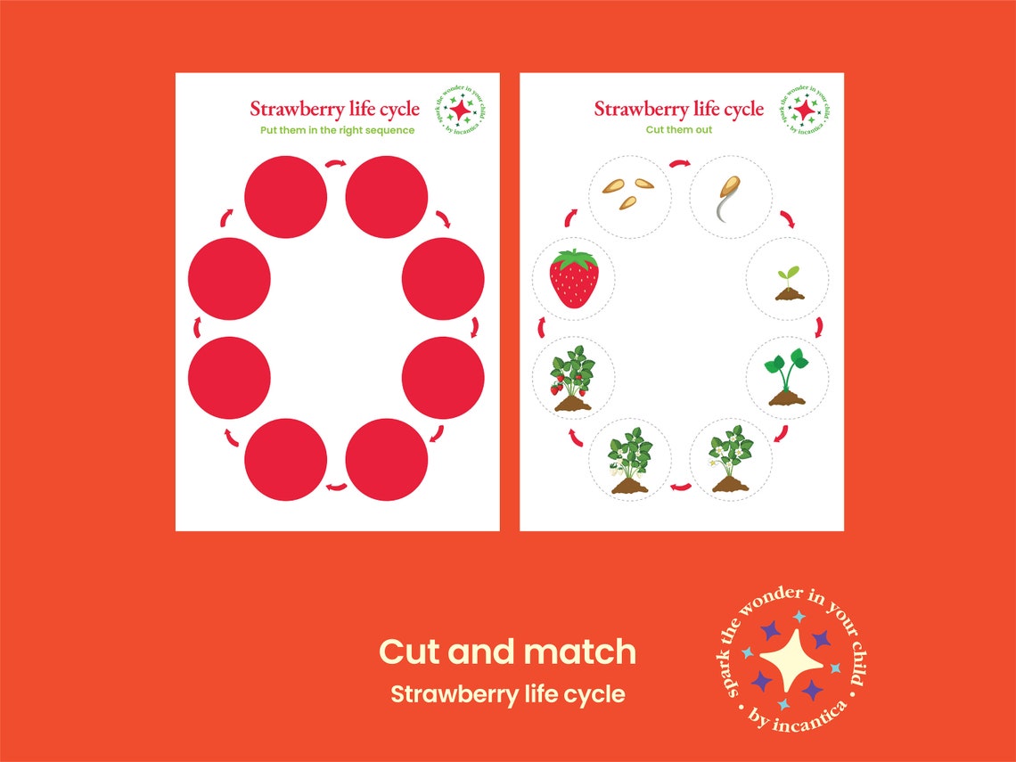 Printable Strawberry Learning Bundle: Life Cycle & Parts (digital ...