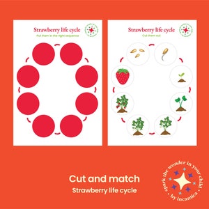 Printable Strawberry Learning Bundle: Life Cycle, Parts of Strawberry ...