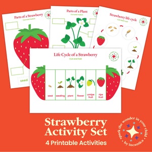 Printable Strawberry Learning Bundle: Life Cycle, Parts of Strawberry ...