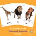 50 Mammal Animal Flashcards Set: Educational Learning, Photographic ...