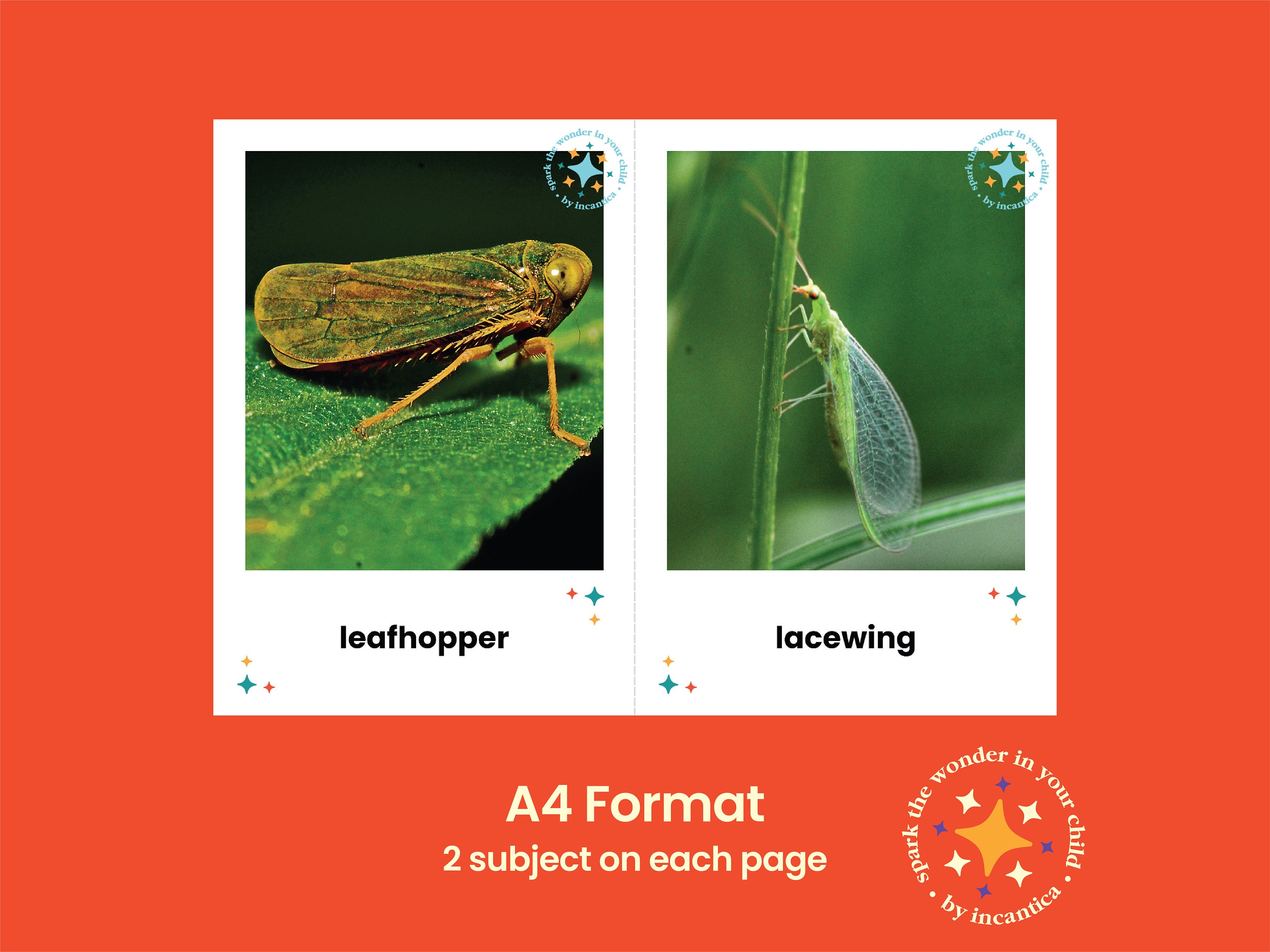 50 Bugs Flashcards Set: Realistic Insect Images, Discover Bug Variety ...