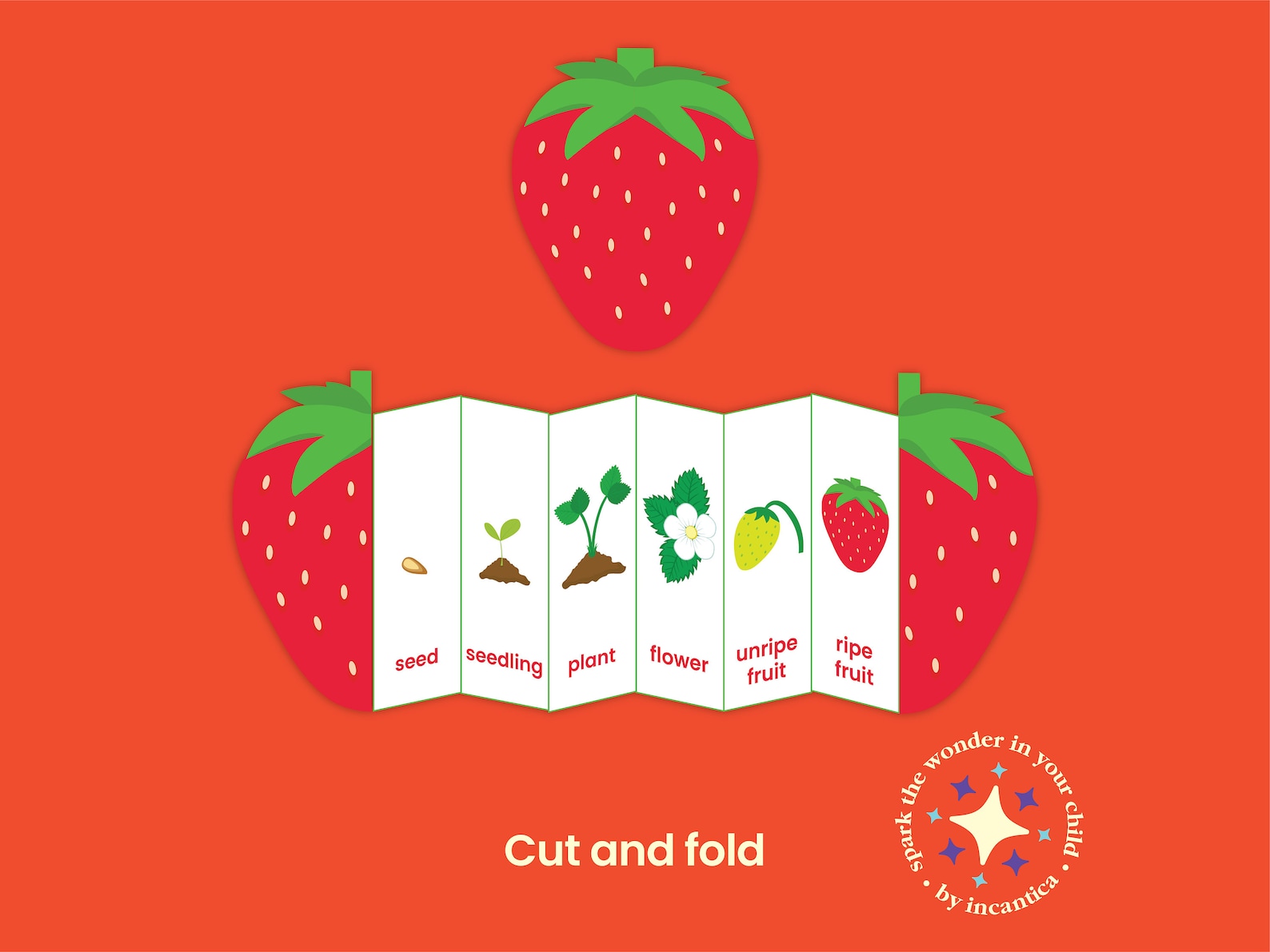Printable Strawberry Learning Bundle: Life Cycle, Parts of Strawberry ...
