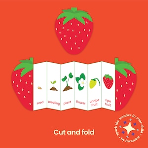 Printable Strawberry Learning Bundle: Life Cycle, Parts of Strawberry ...