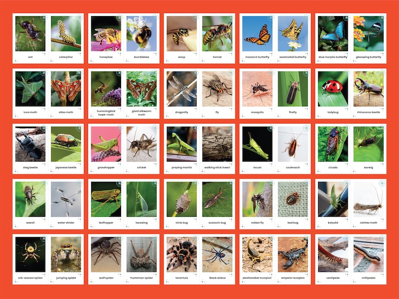 50 Bugs Flashcards Set: Realistic Insect Images, Discover Bug Variety ...