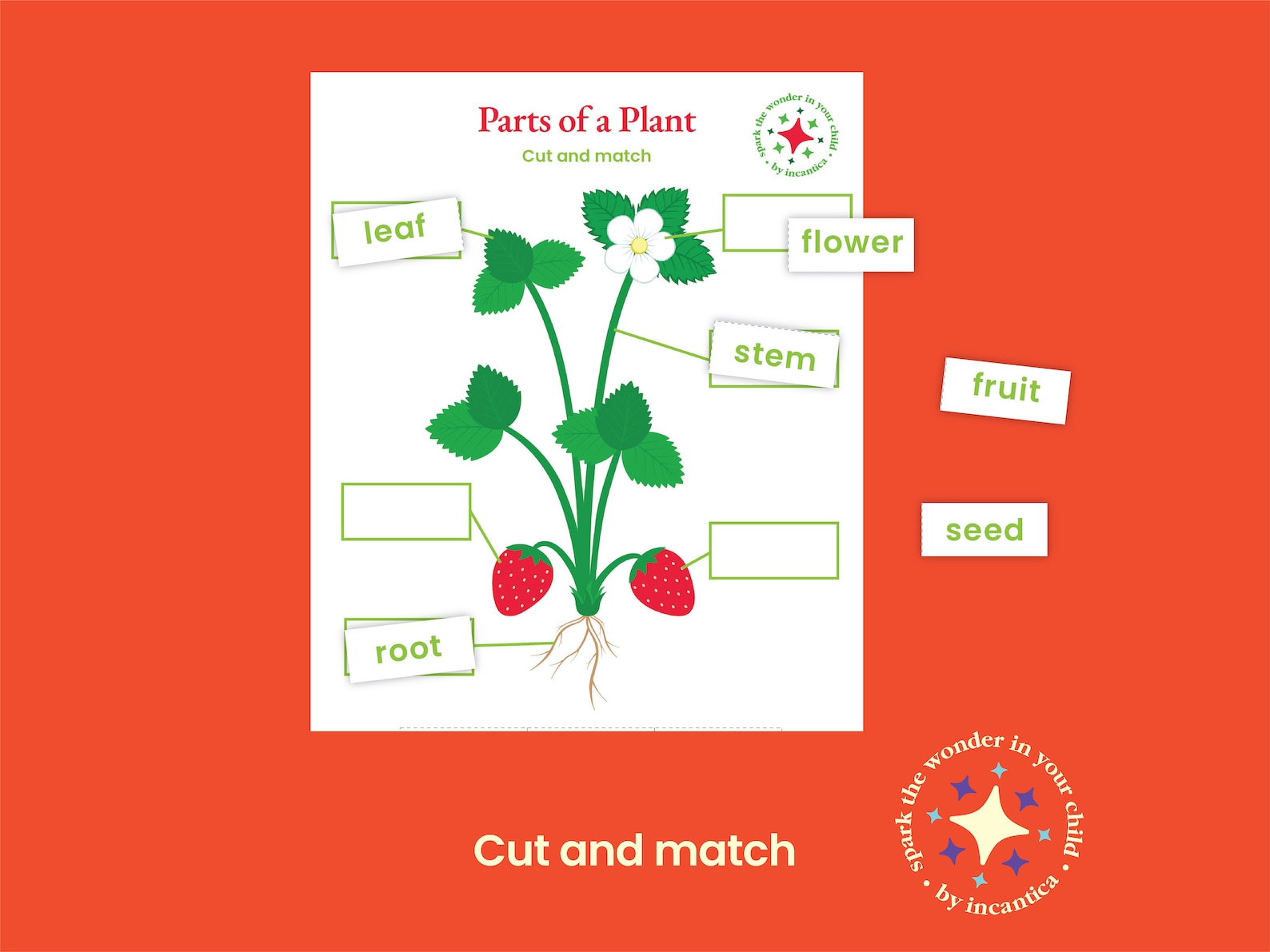 Printable Strawberry Learning Bundle: Life Cycle, Parts of Strawberry ...