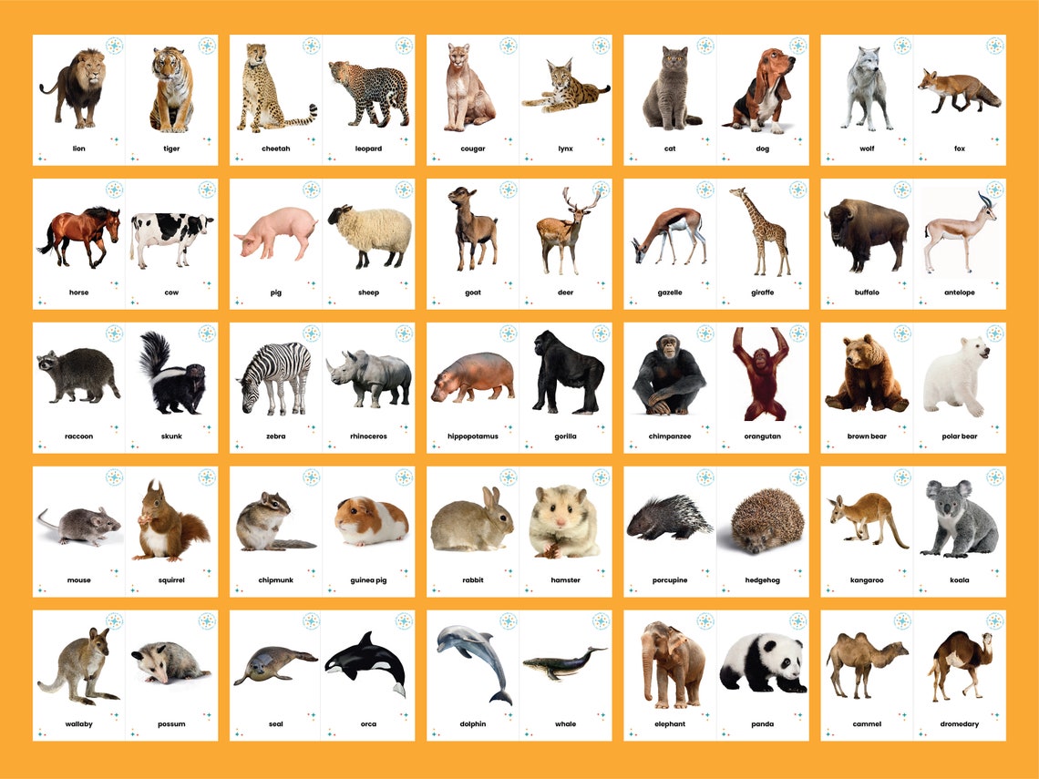 50 Mammal Animal Flashcards Set: Educational Learning, Photographic ...