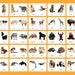 50 Mammal Animal Flashcards Set: Educational Learning, Photographic ...