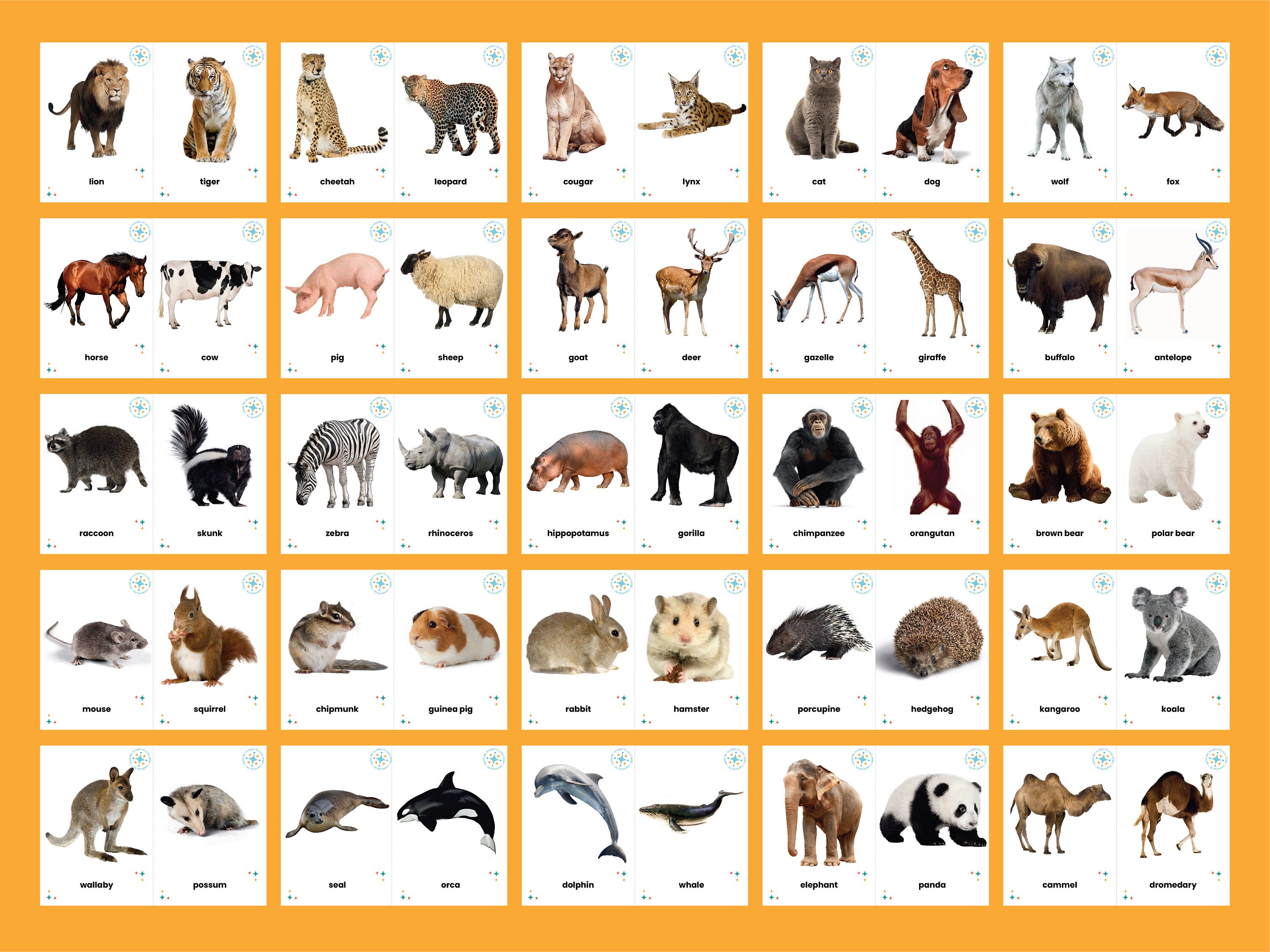 50 Mammal Animal Flashcards Set: Educational Learning, Photographic ...