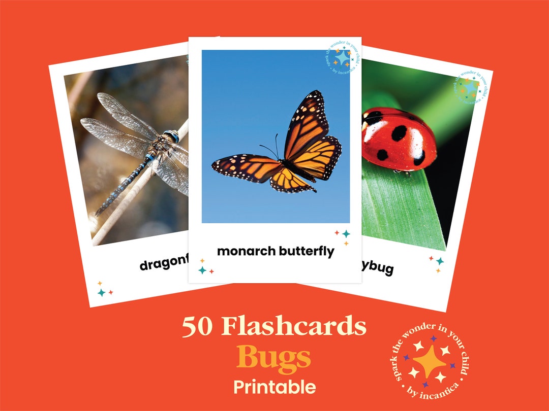 50 Bugs Flashcards Set: Realistic Insect Images, Discover Bug Variety ...