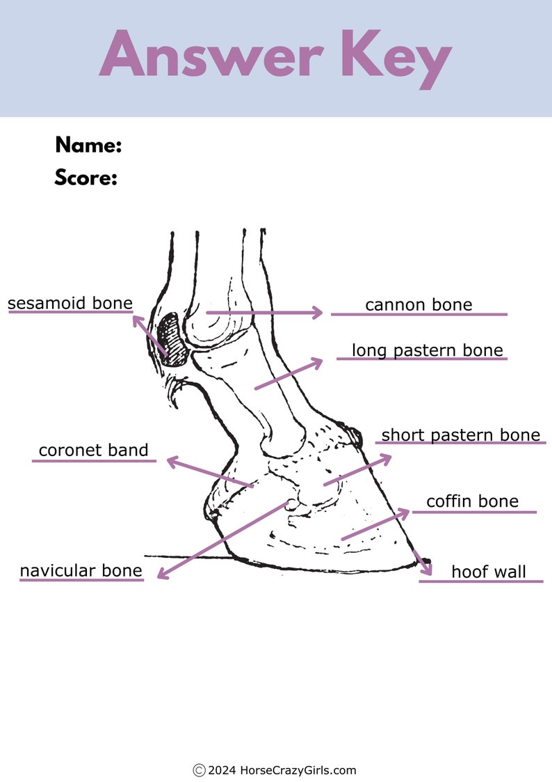 4 Label the Hoof/parts of the Horse's Leg Worksheets - Etsy