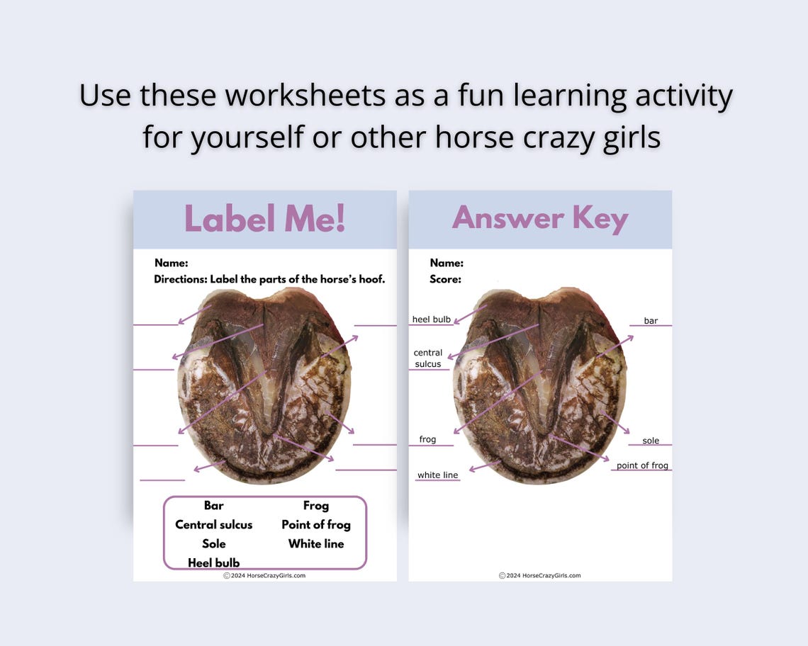 Label the Horse Hoof and Parts of the Leg Worksheets, Horse Camp ...