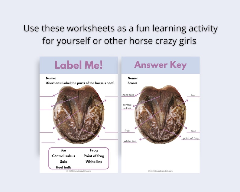 Label the Horse Hoof and Parts of the Leg Worksheets, Horse Camp ...