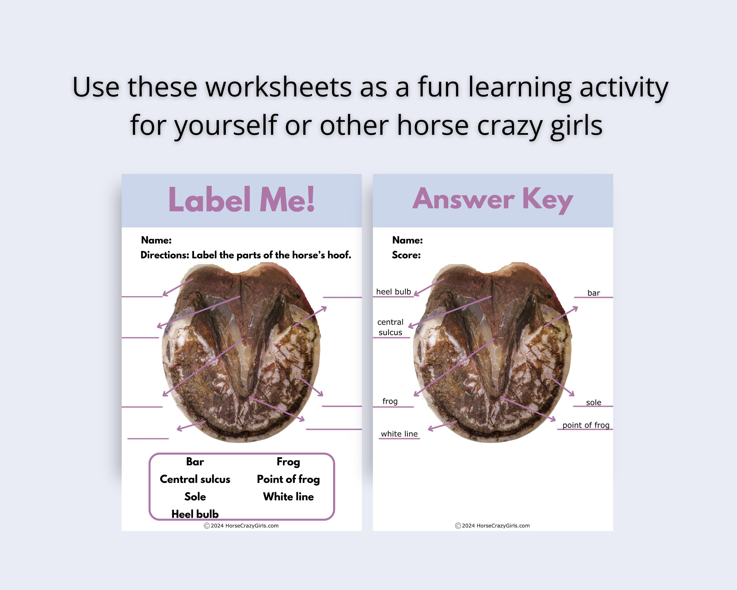 Label the Horse Hoof and Parts of the Leg Worksheets, Horse Camp ...