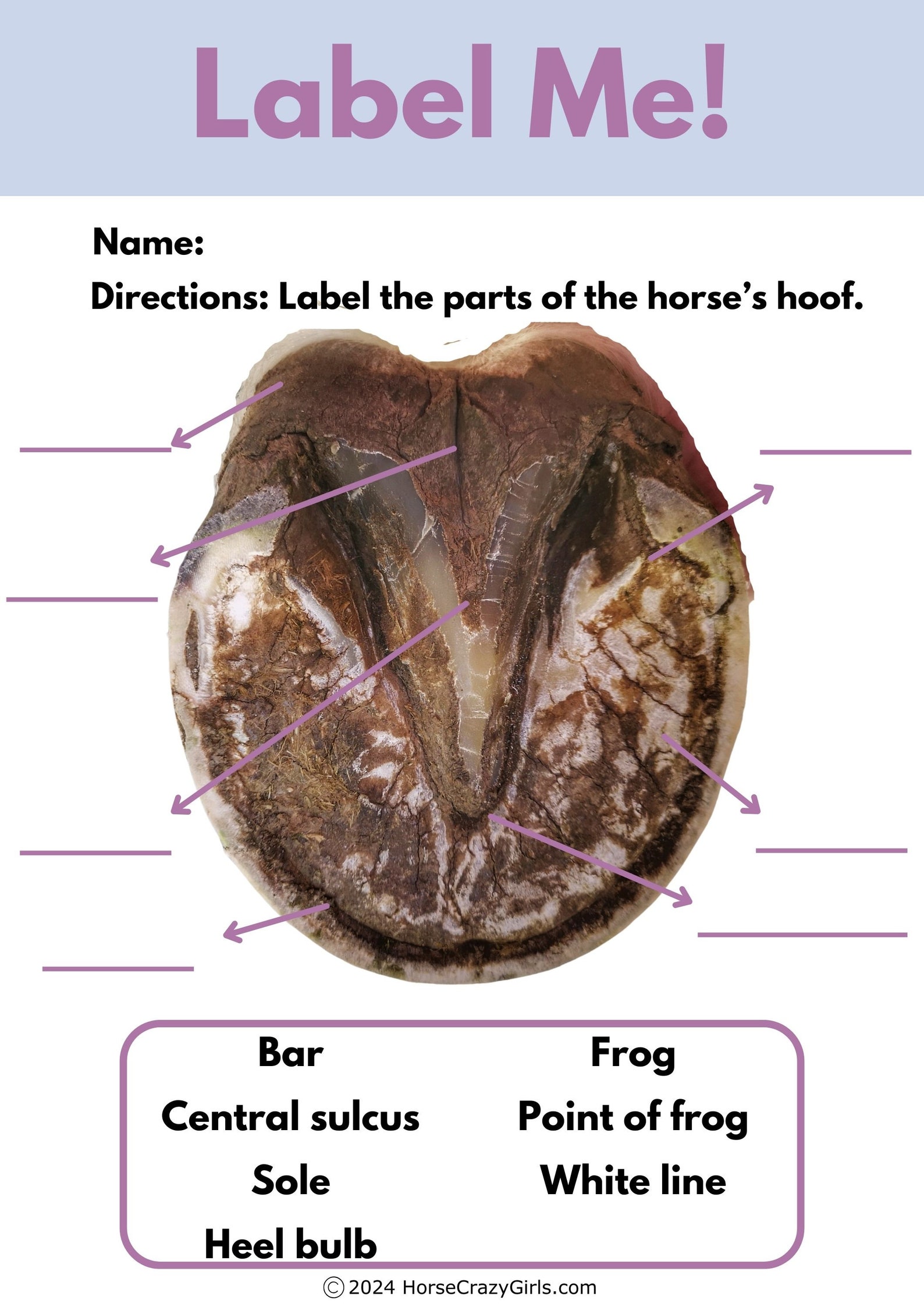 4 Label the Hoof/parts of the Horse's Leg Worksheets - Etsy